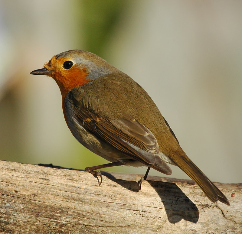 MAMÍFERS I OCELLS | Els animals