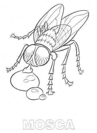 Desenhos De Mosca Para Colorir E Pintar
