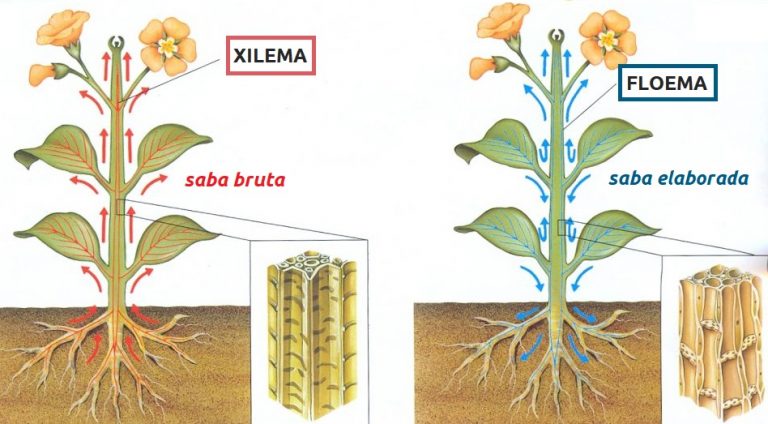 2.1. Nutrició dels vegetals | Naturalsom