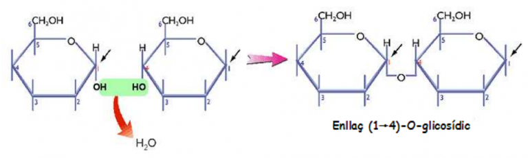 3. Els glúcids | Naturalsom