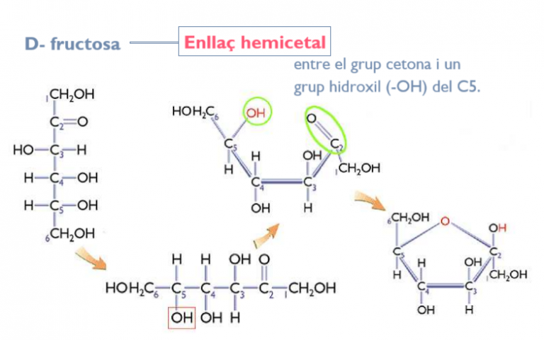 3. Els glúcids | Naturalsom
