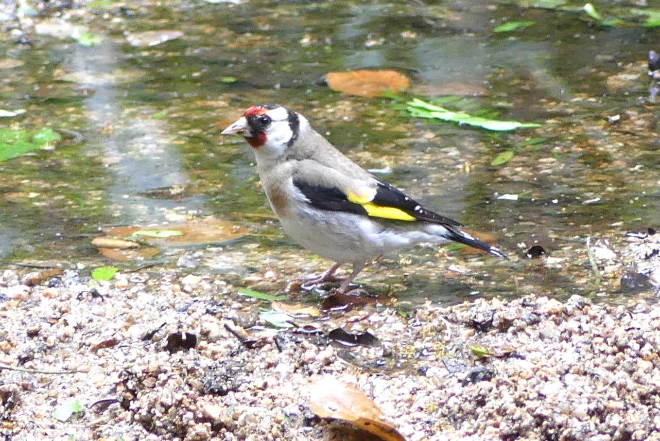 La Cadernera | El pit-roig i altres ocells
