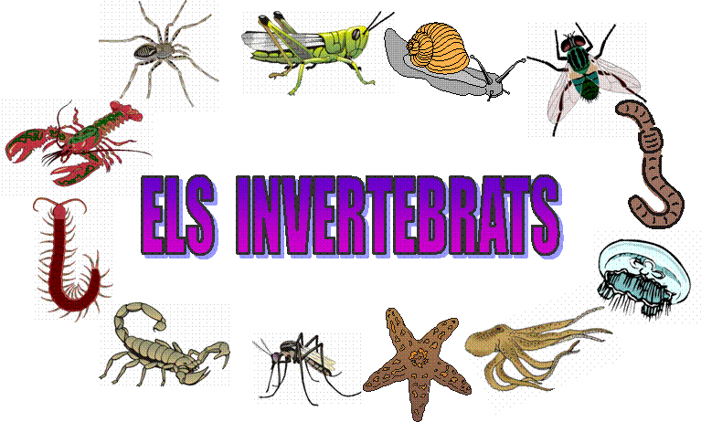 ANIMALS INVERTEBRATS | Passa la revista