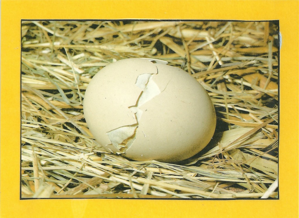 LA CLASSE DELS POLLETS | Un altre bloc XTECBlocs