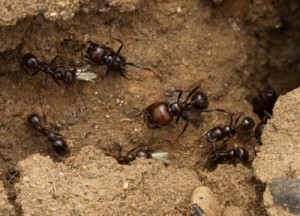 mrovir56 | Les formigues