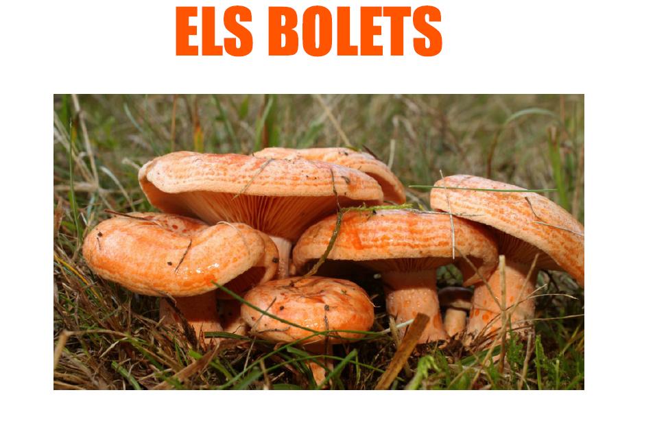 TIPUS DE BOLETS | La tardor des de l'escola