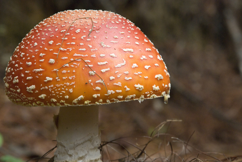 Treball per projectes 1r ESO B Institut Joan Oró | Altre lloc XTECBlocs