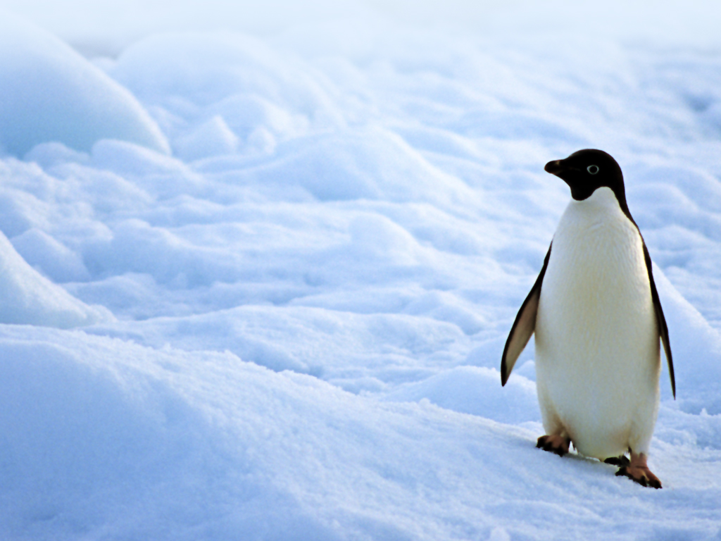 Els pingüins | Els animals marins