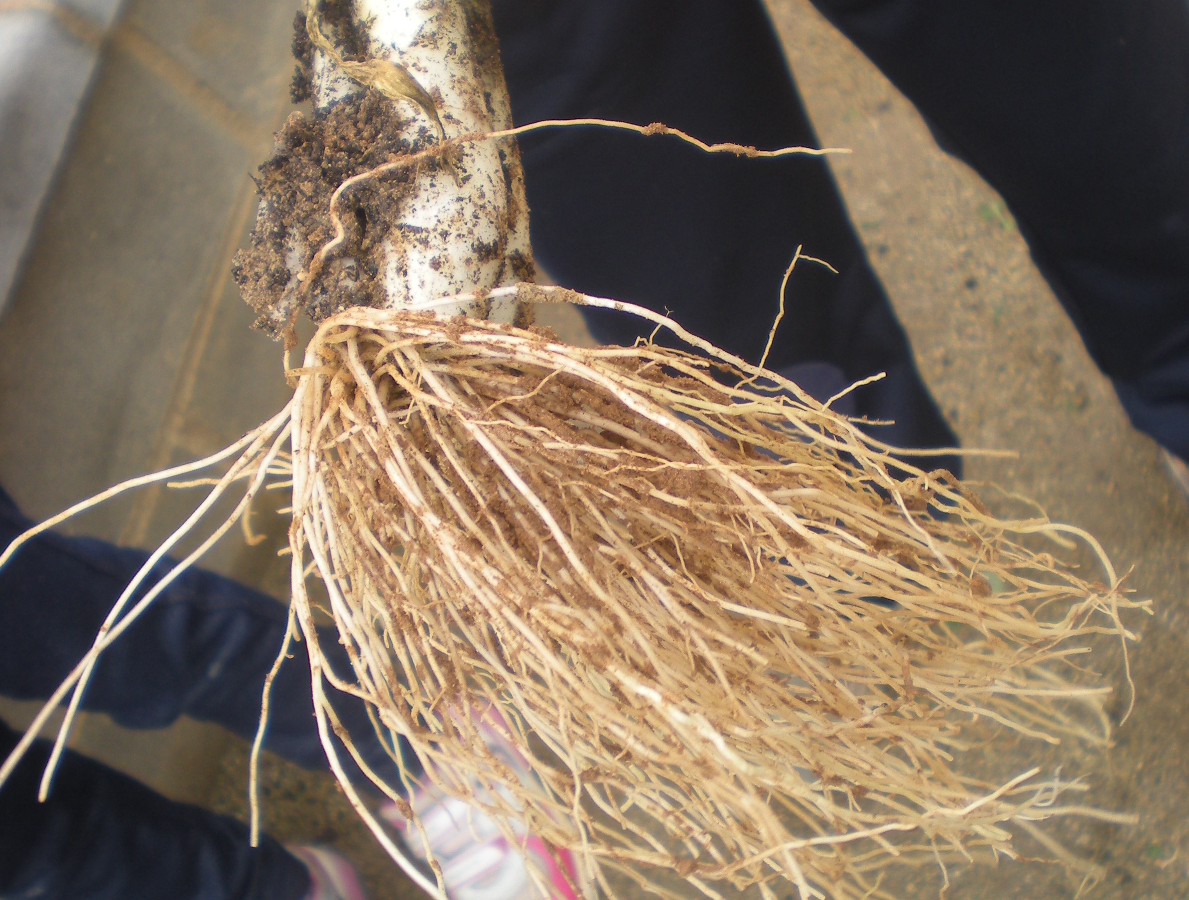 Les plantes i les seves parts | Què fem amb l'hort?