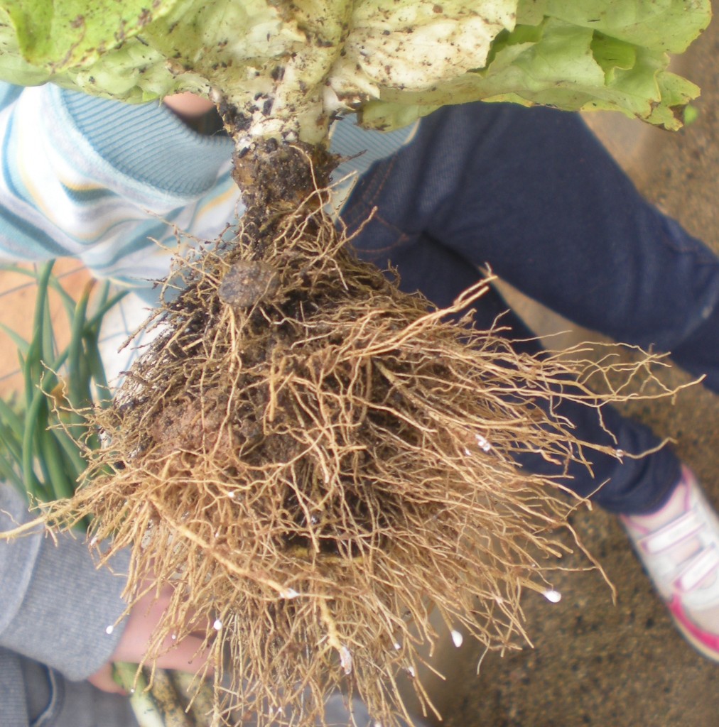 Les plantes i les seves parts | Què fem amb l'hort?