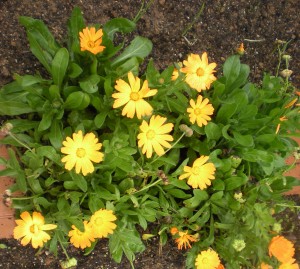 Les plantes i les seves parts | Què fem amb l'hort?