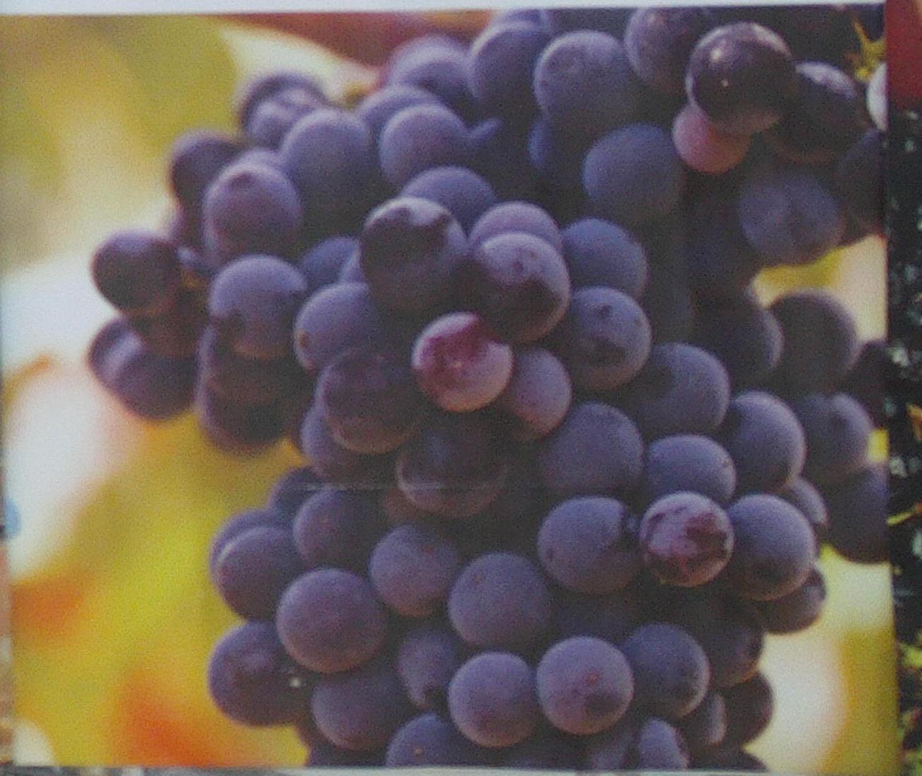 El raïm | fem kimika