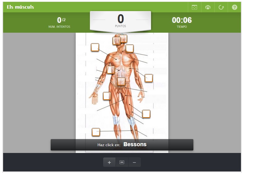 Els músculs del cos humà | El racó de 4t