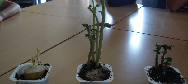 LES PLANTES I LA LLUMS | Experiments de CM