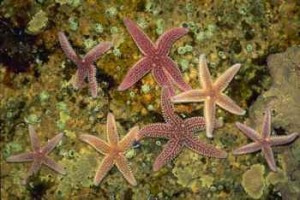 Els equinoderms | Can Cladellas