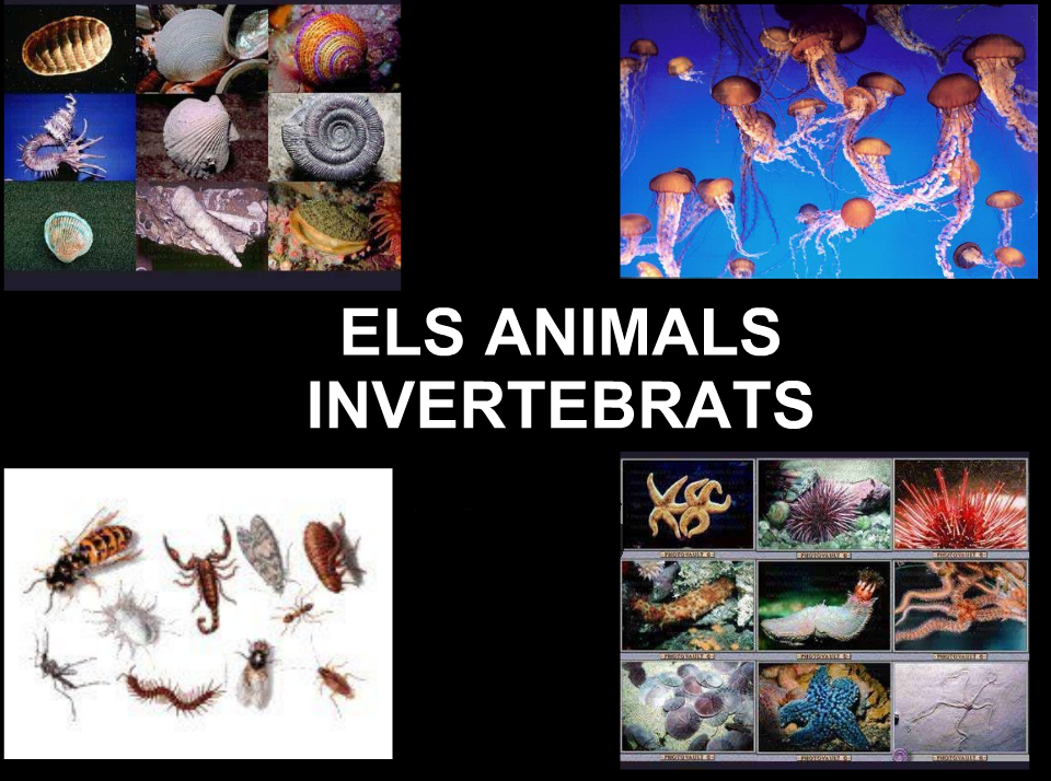 Animals invertebrats | Els taurons blancs