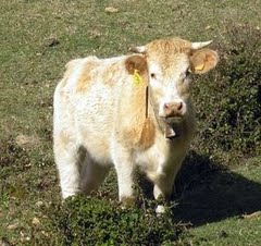 17 | novembre | 2009 | TEXTOS LITERARIS DEL CEIP AURORA