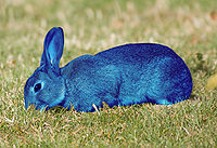 El conill i la seva família. | Els colors de la USEE.